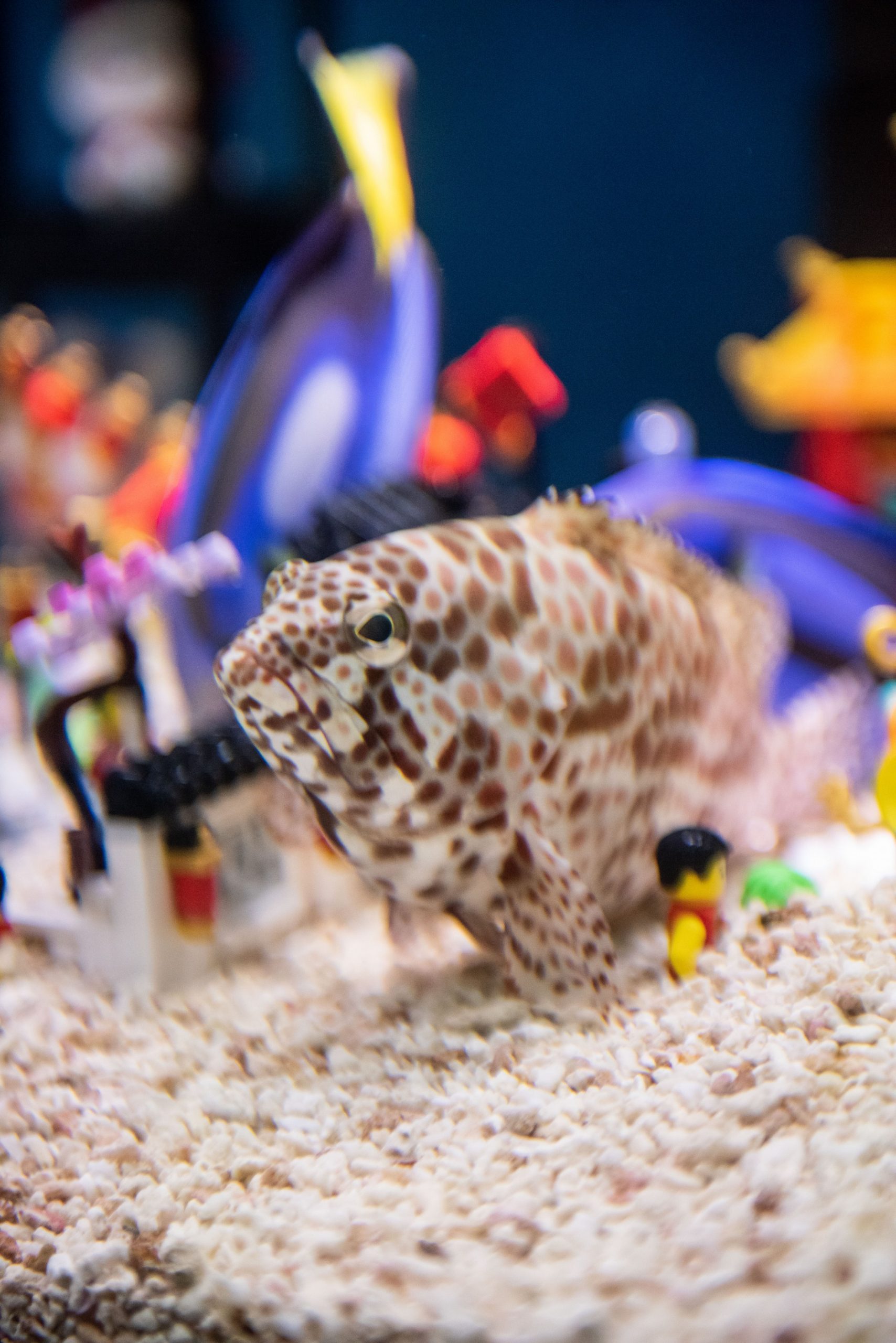 玳瑁石斑鱼 - 海昌探索学院 - 海昌海洋公园